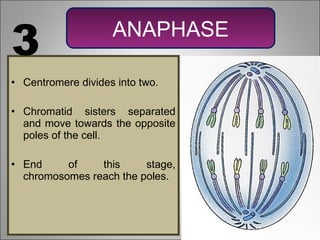 Microteaching-mitosis | PPT