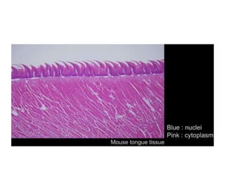 Microtechniques-1.ppt