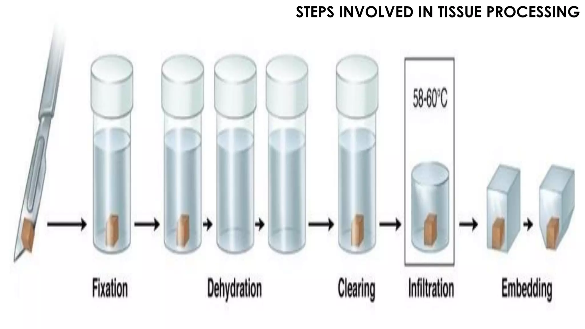 Microtomy - Preparation of Histological Slides | PDF