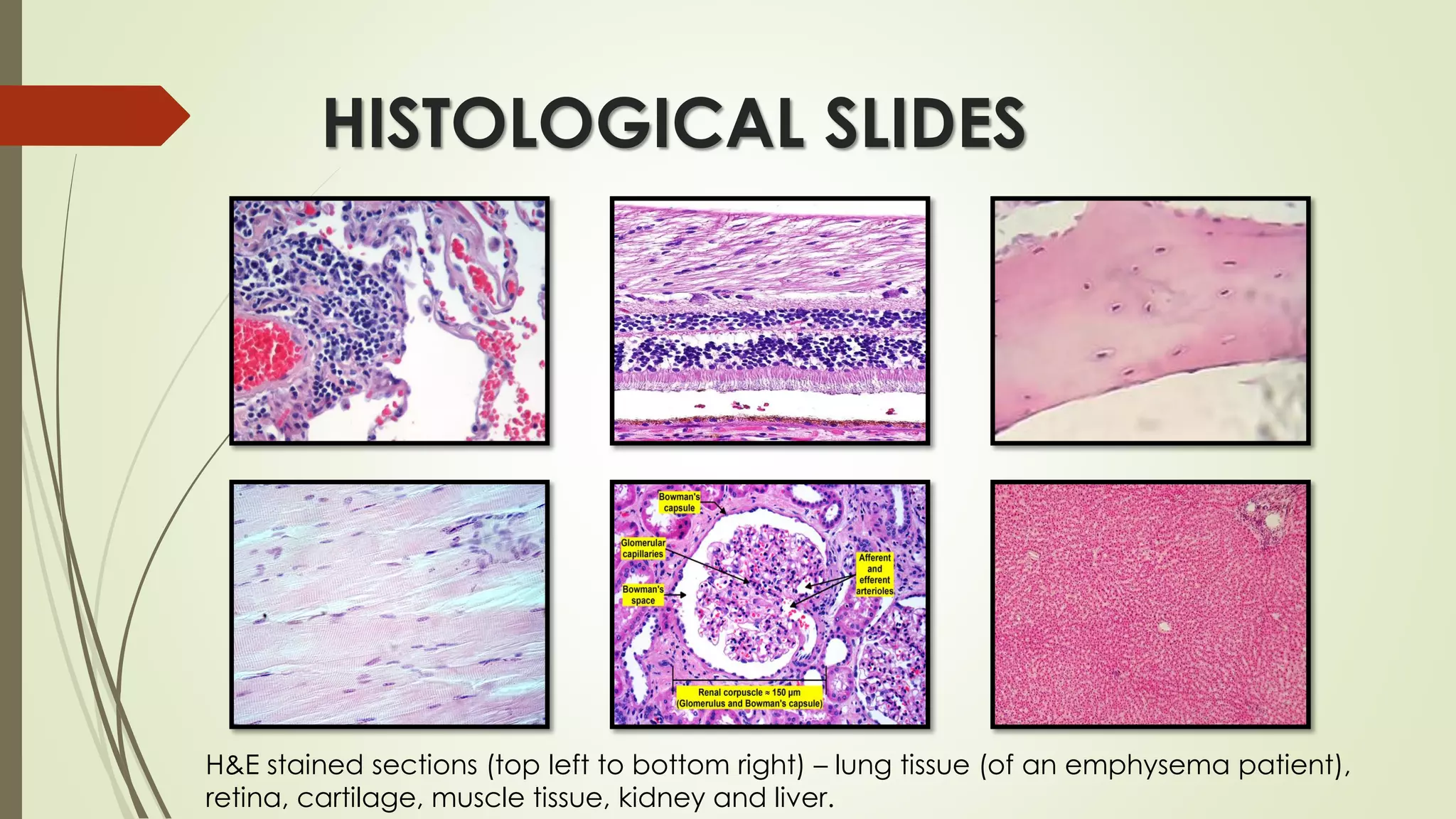 Microtomy - Preparation of Histological Slides | PDF