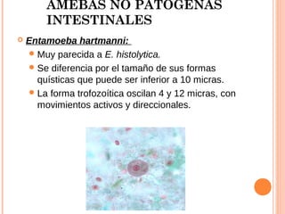 Amebas y Balantidium Coli | PPT