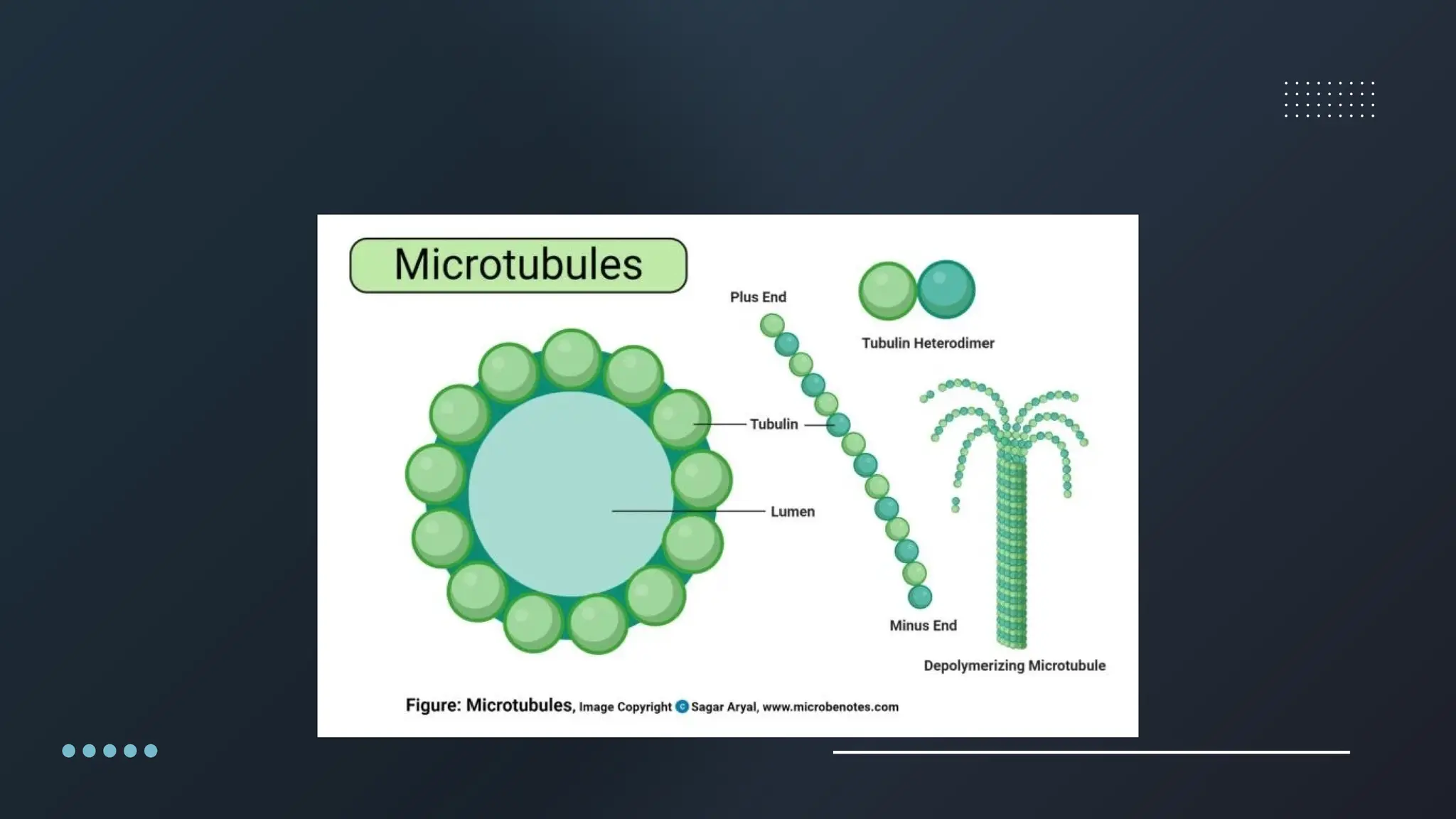 MICROTUBULE.pptxfor educational purposes | PPTX