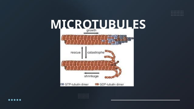 MICROTUBULE.pptxfor educational purposes | PPT