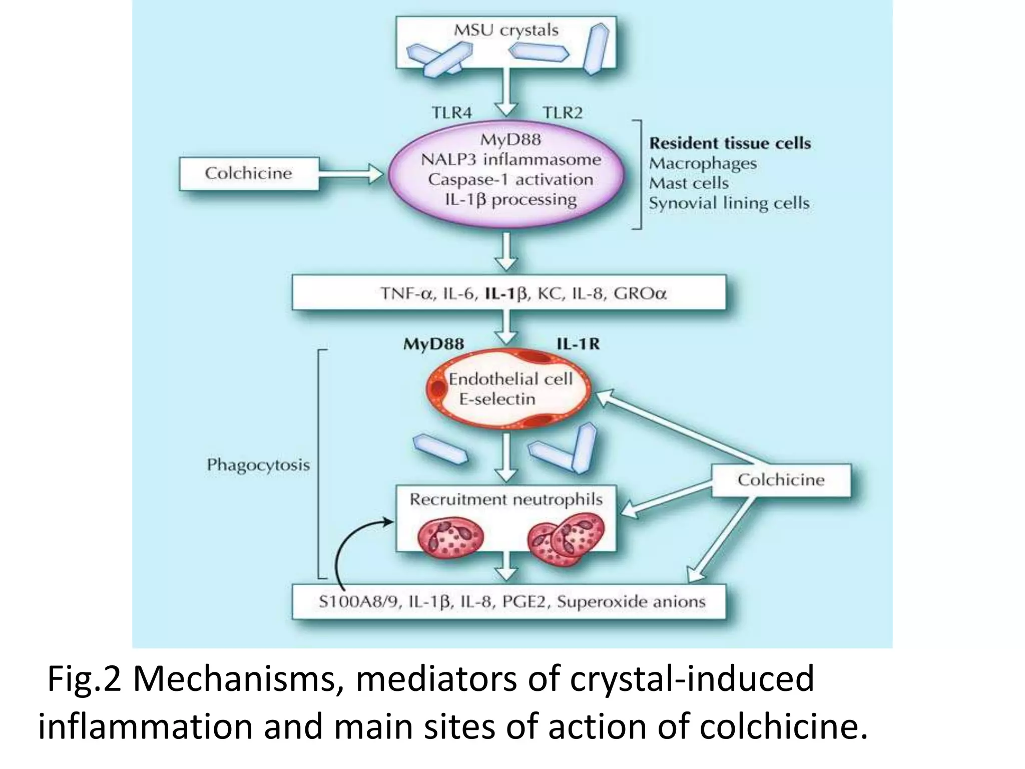 Microtubule inhibiting drugs | PPTX