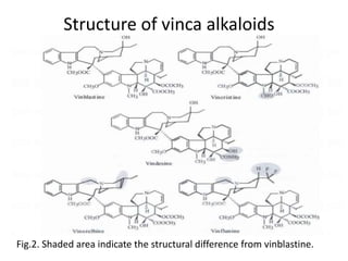 Microtubule inhibiting drugs | PPTX