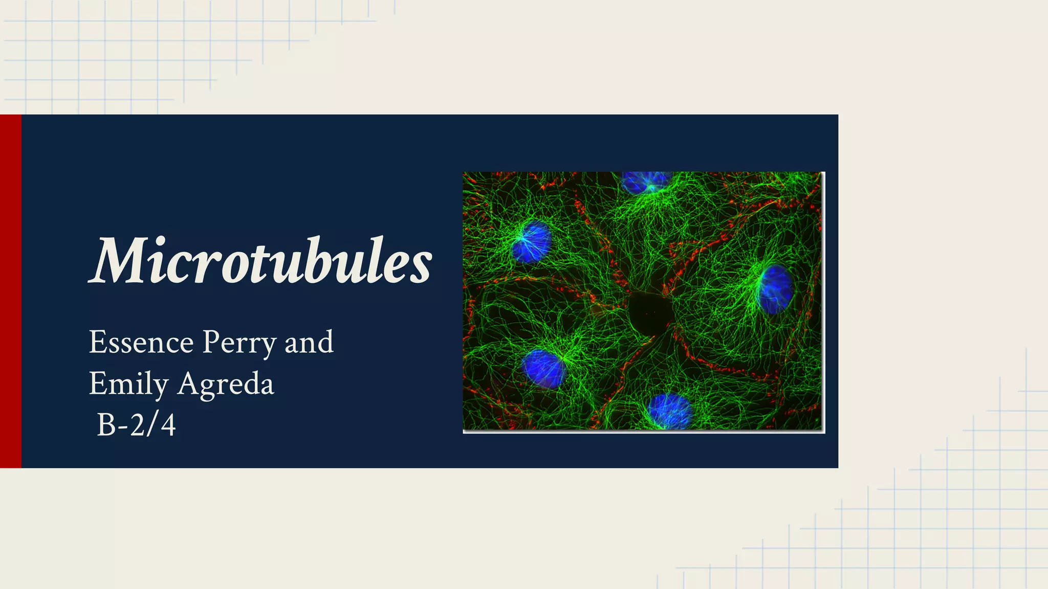 Microtubules Structure and Function | PDF
