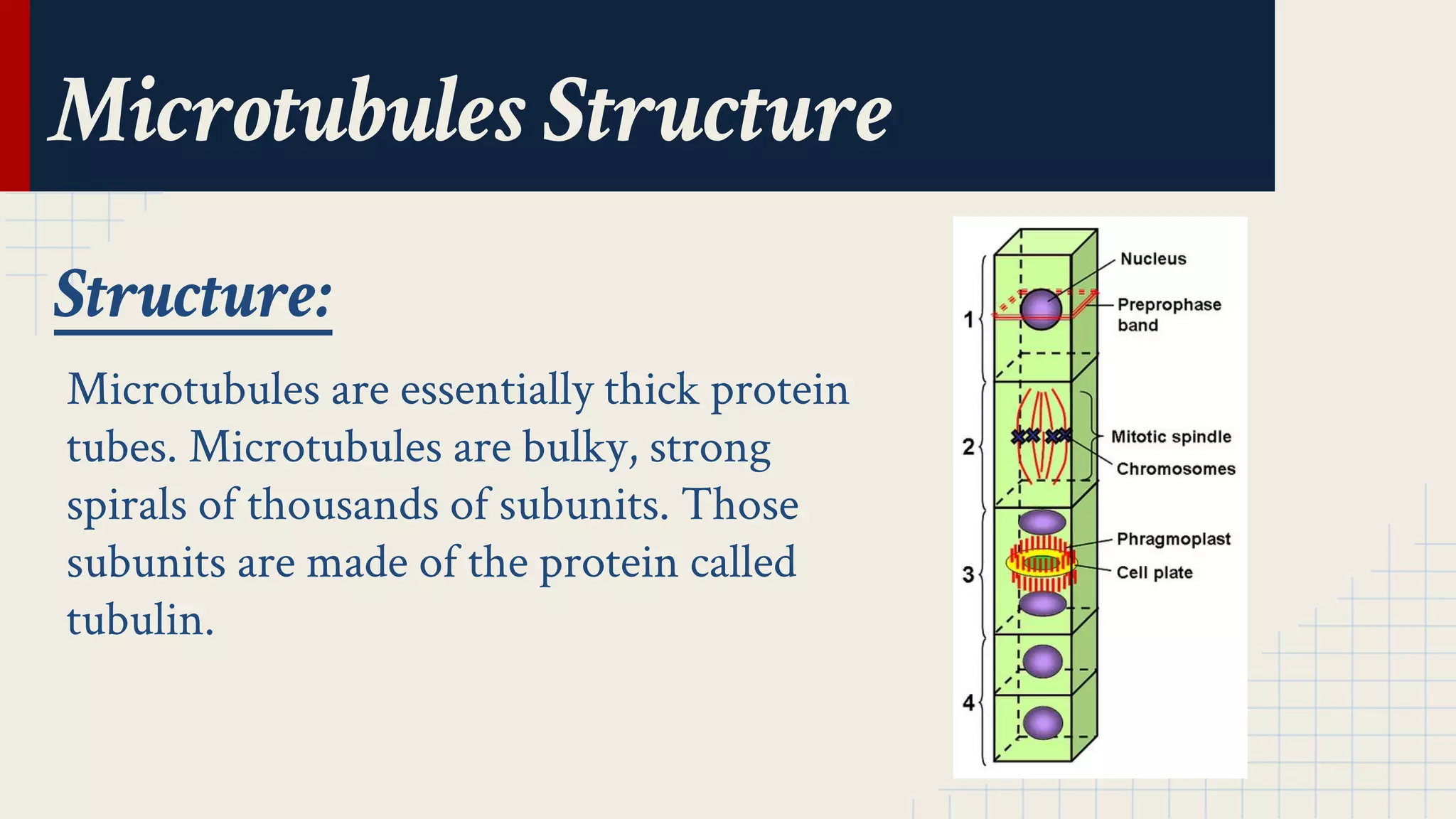 Microtubules Structure and Function | PDF