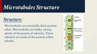 Microtubules Structure and Function | PDF