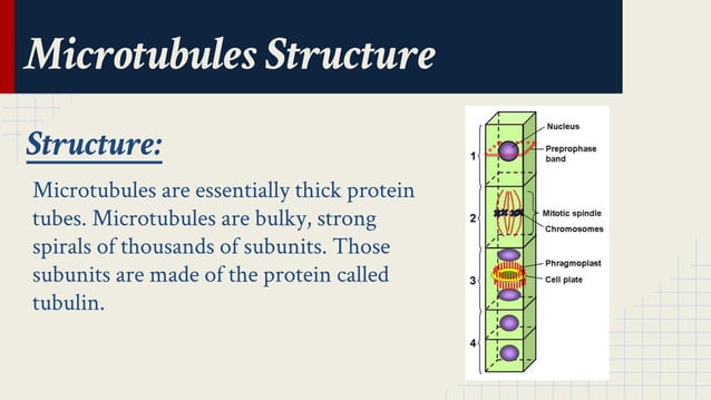 Microtubules Structure and Function | PDF