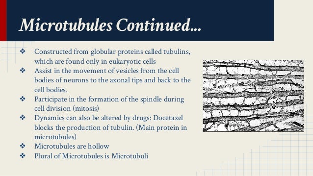 Microtubules Structure and Function
