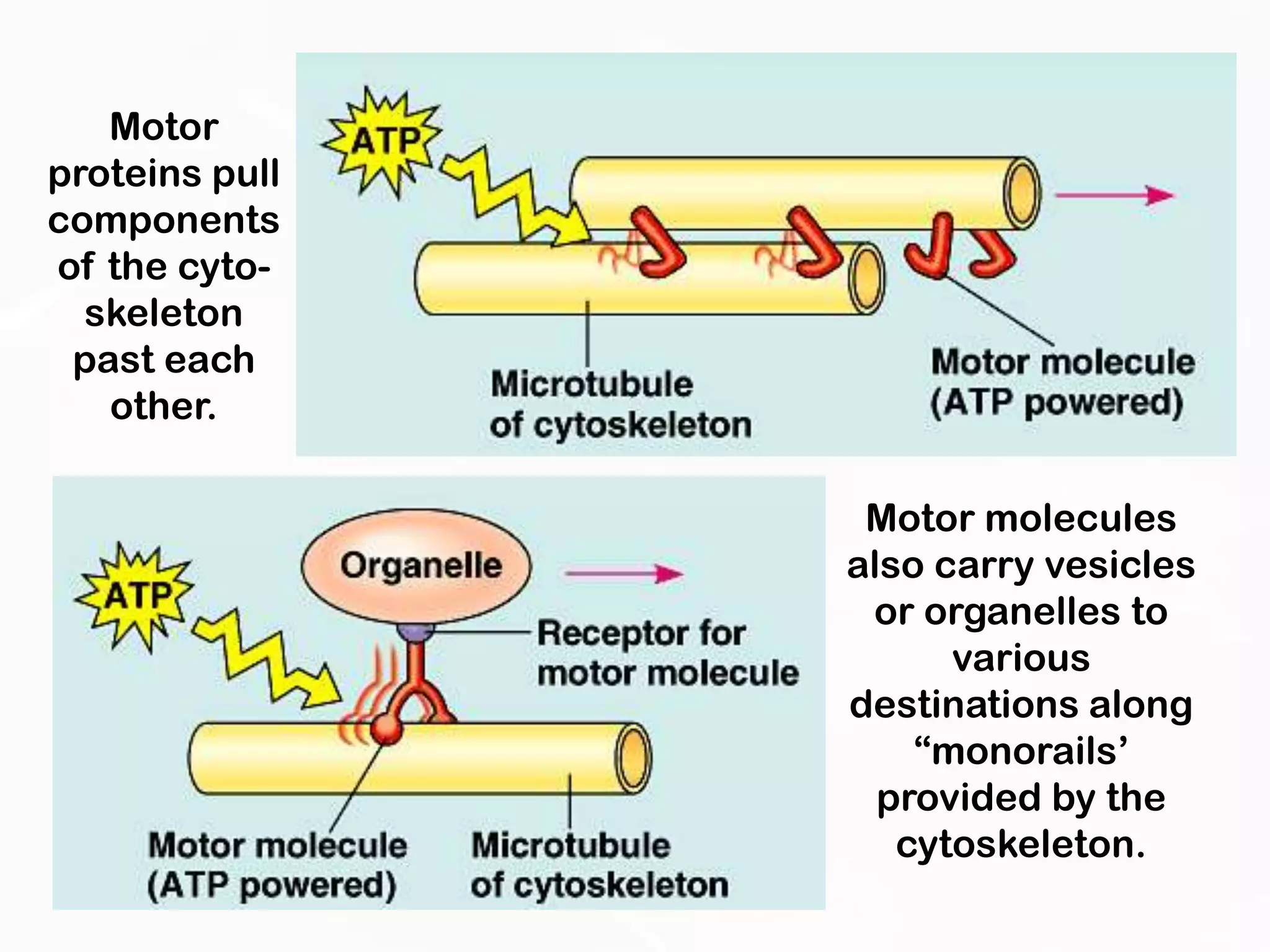 Microtubules and molecular motors | PPTX