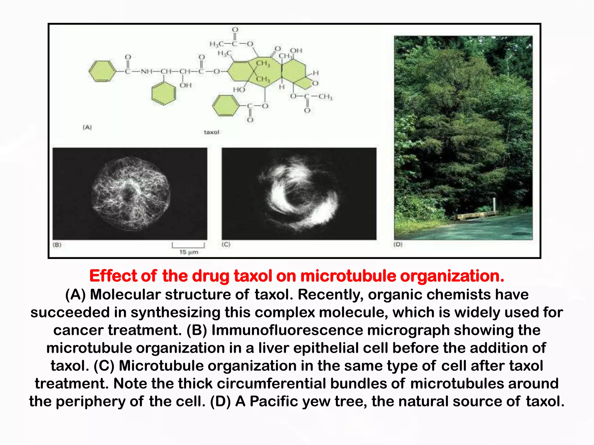 Microtubules and molecular motors | PPTX