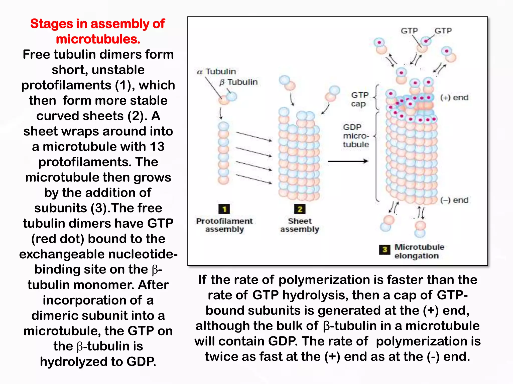 Microtubules and molecular motors | PPTX