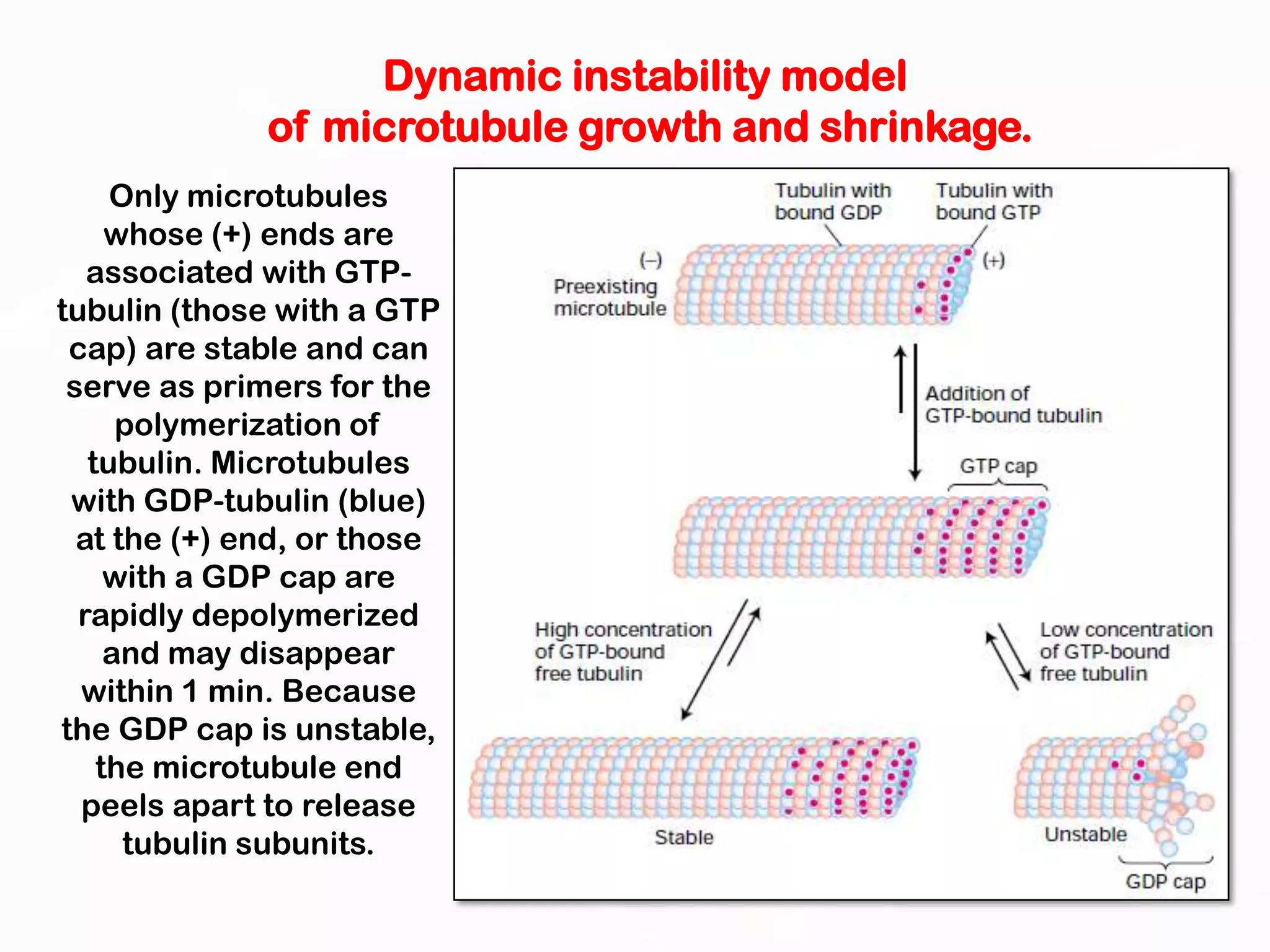 Microtubules and molecular motors | PPTX