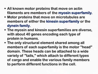 Microtubules and molecular motors | PPTX