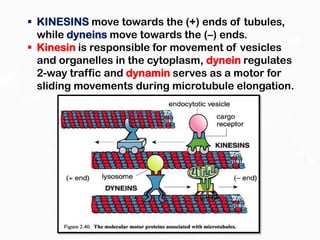 Microtubules and molecular motors | PPTX