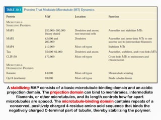 Microtubules and molecular motors | PPTX