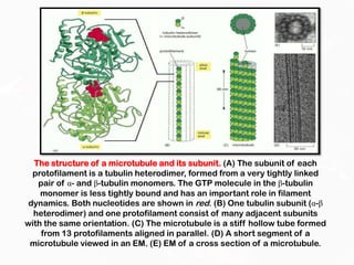 Microtubules and molecular motors | PPTX