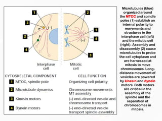 Microtubules and molecular motors | PPTX