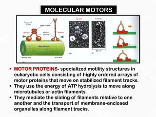 Microtubules and molecular motors | PPTX