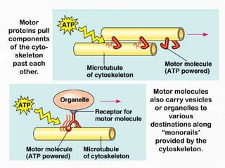 Microtubules and molecular motors | PPTX
