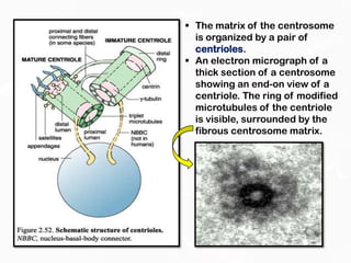 Microtubules and molecular motors | PPTX