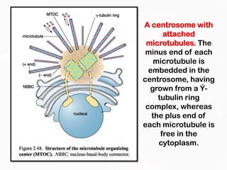 Microtubules and molecular motors | PPTX