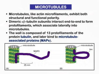 Microtubules and molecular motors | PPTX