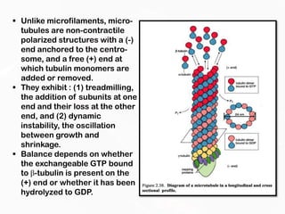 Microtubules and molecular motors | PPTX