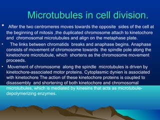 Microtubules by jimmy | PPT