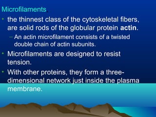 Microfilaments Definition