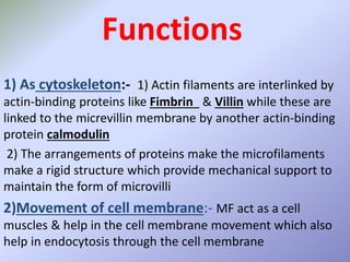 Microtubules & filaments.pptx 2 | PPSX