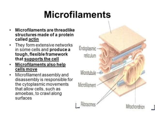 Microfilaments