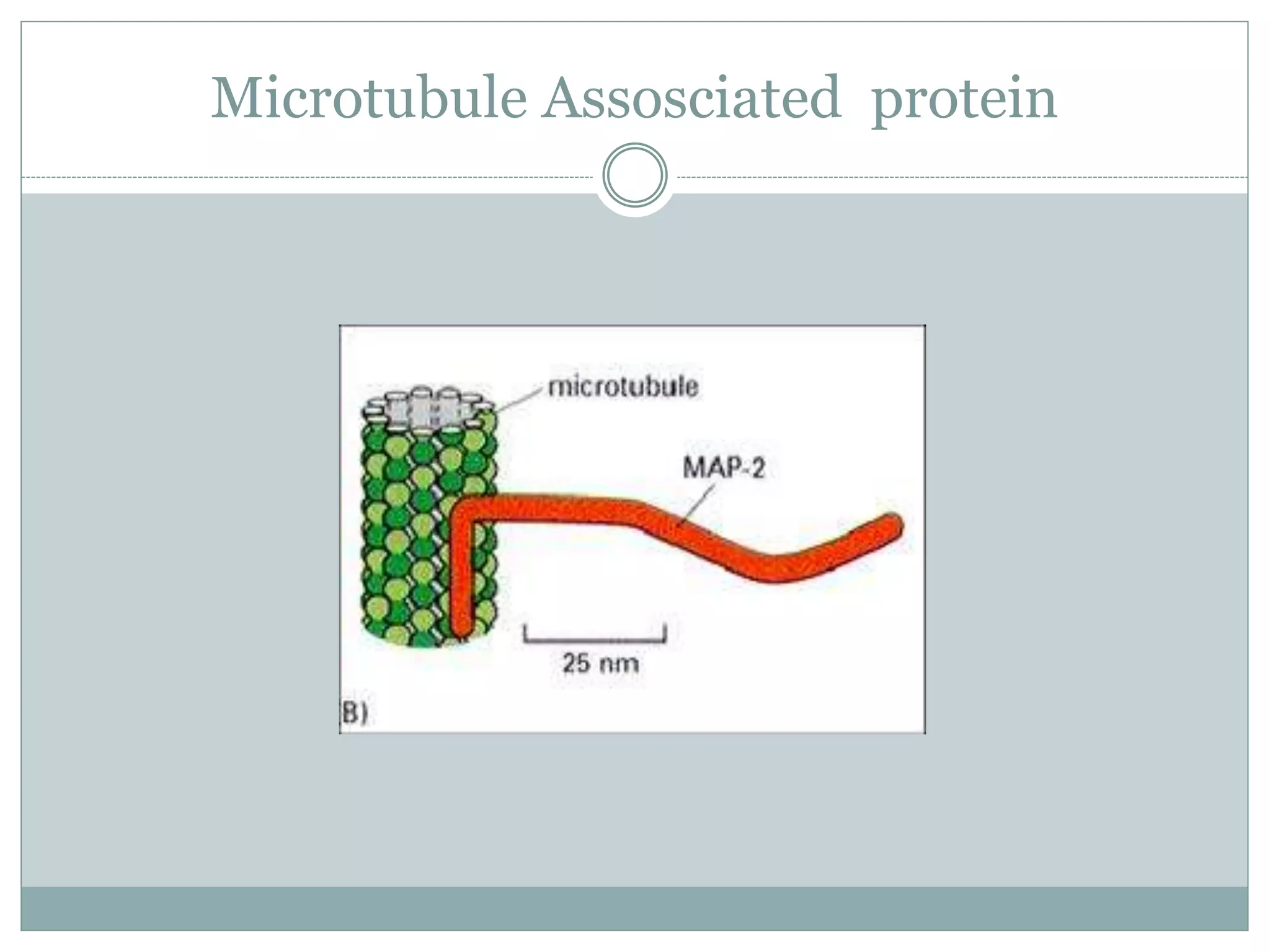Microtubules | PPTX