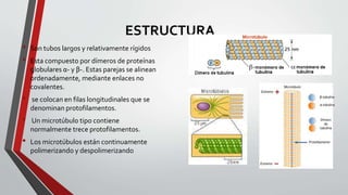 Microtubulos | PPTX
