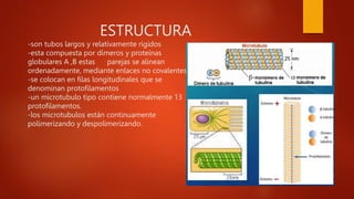 MICROTUBULOS ORIG.pptx