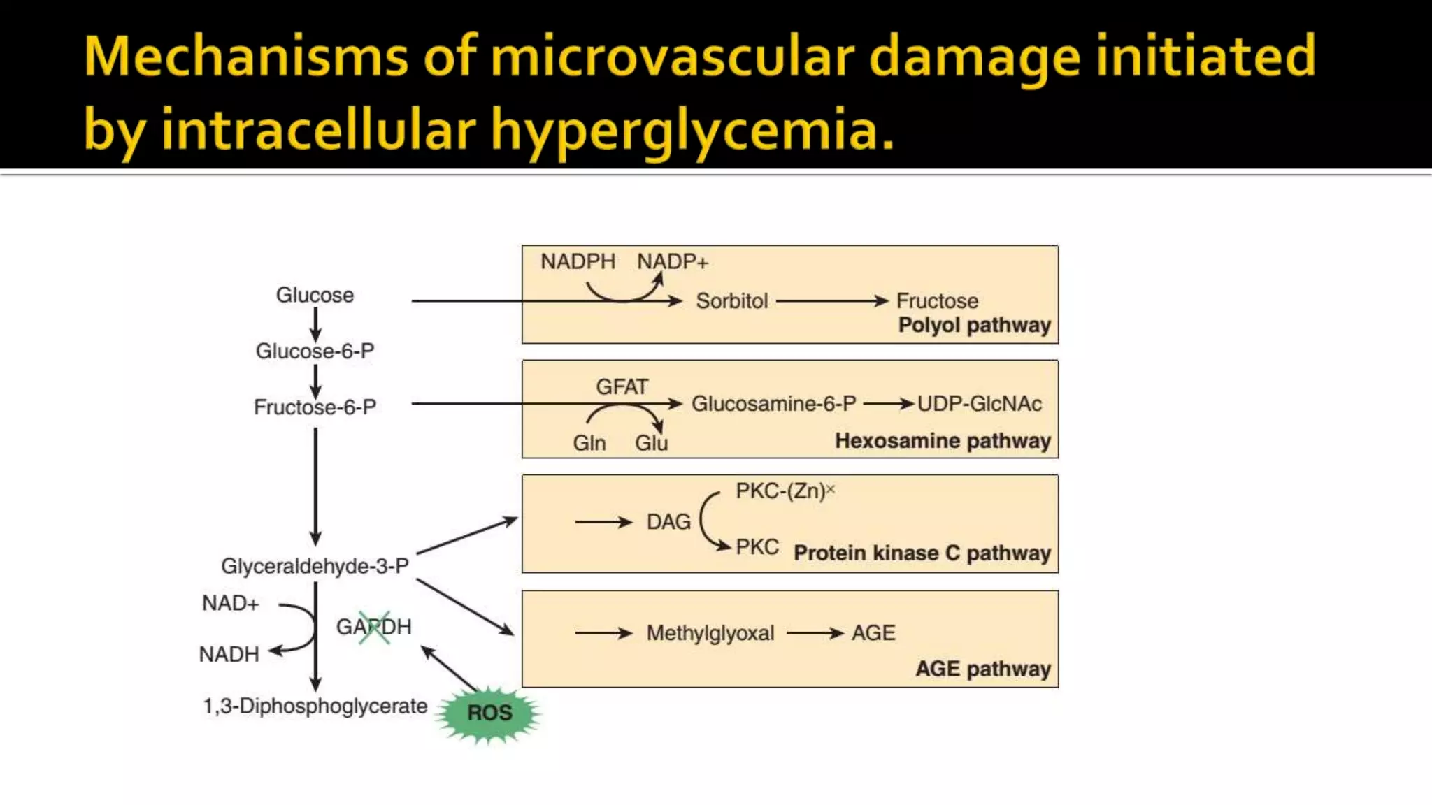 Microvascular complications of diabetes pathophysiology | PPTX