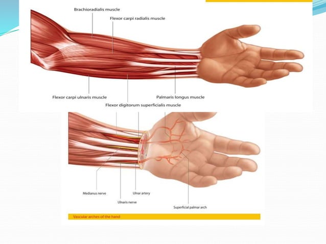 Microvascular flaps for reconstruction in head and neck cancer | PPTX ...