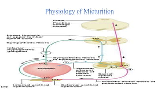 MICTURATION.pptx