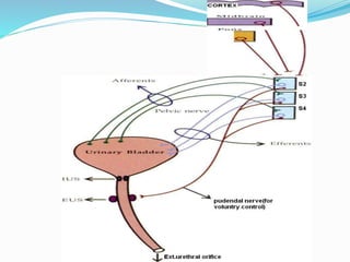 micturation2020.pptx