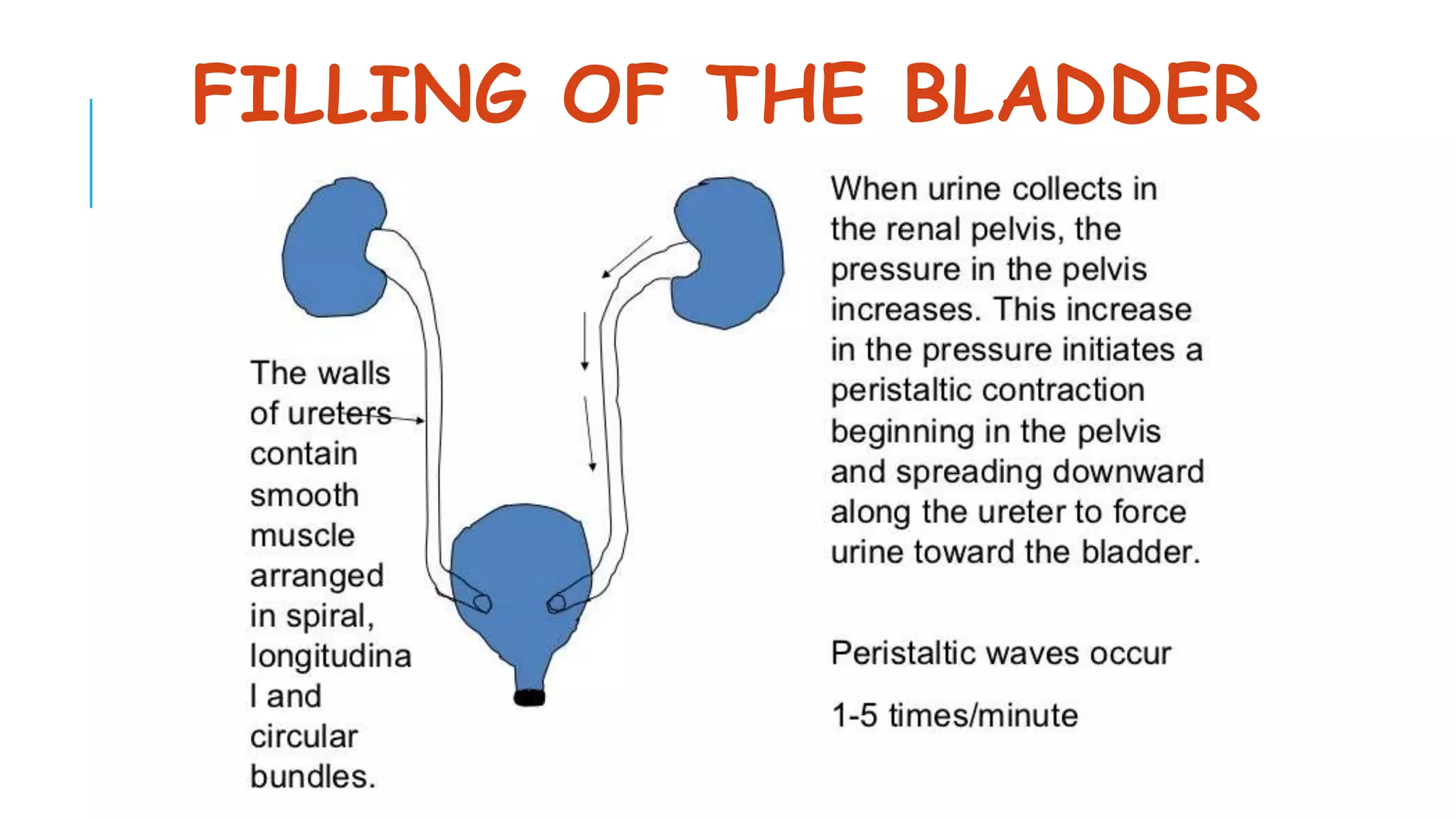 Micturation reflex | PPTX