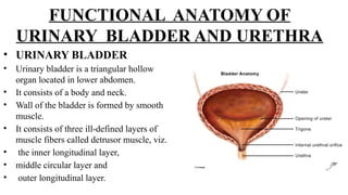 PHYSIOLOGY OF Micturation Reflex PRESNTATION | PPTX