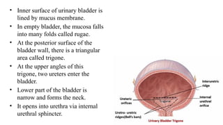 PHYSIOLOGY OF Micturation Reflex PRESNTATION | PPTX