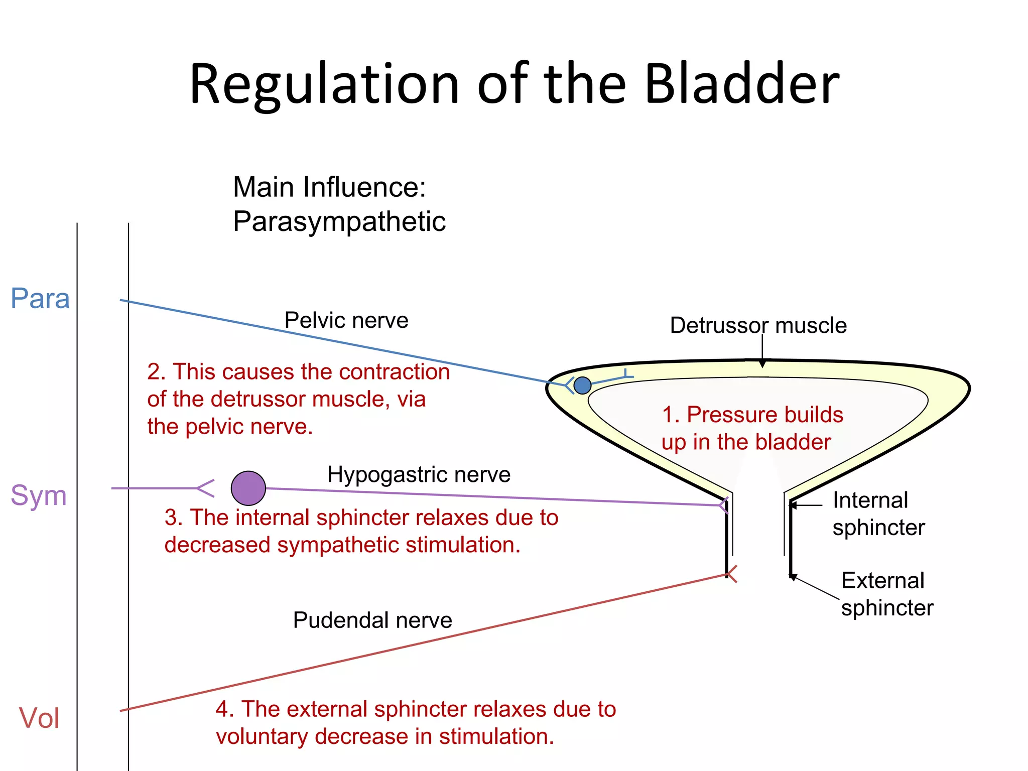 Micturation reflex by Dr Irum | PPT