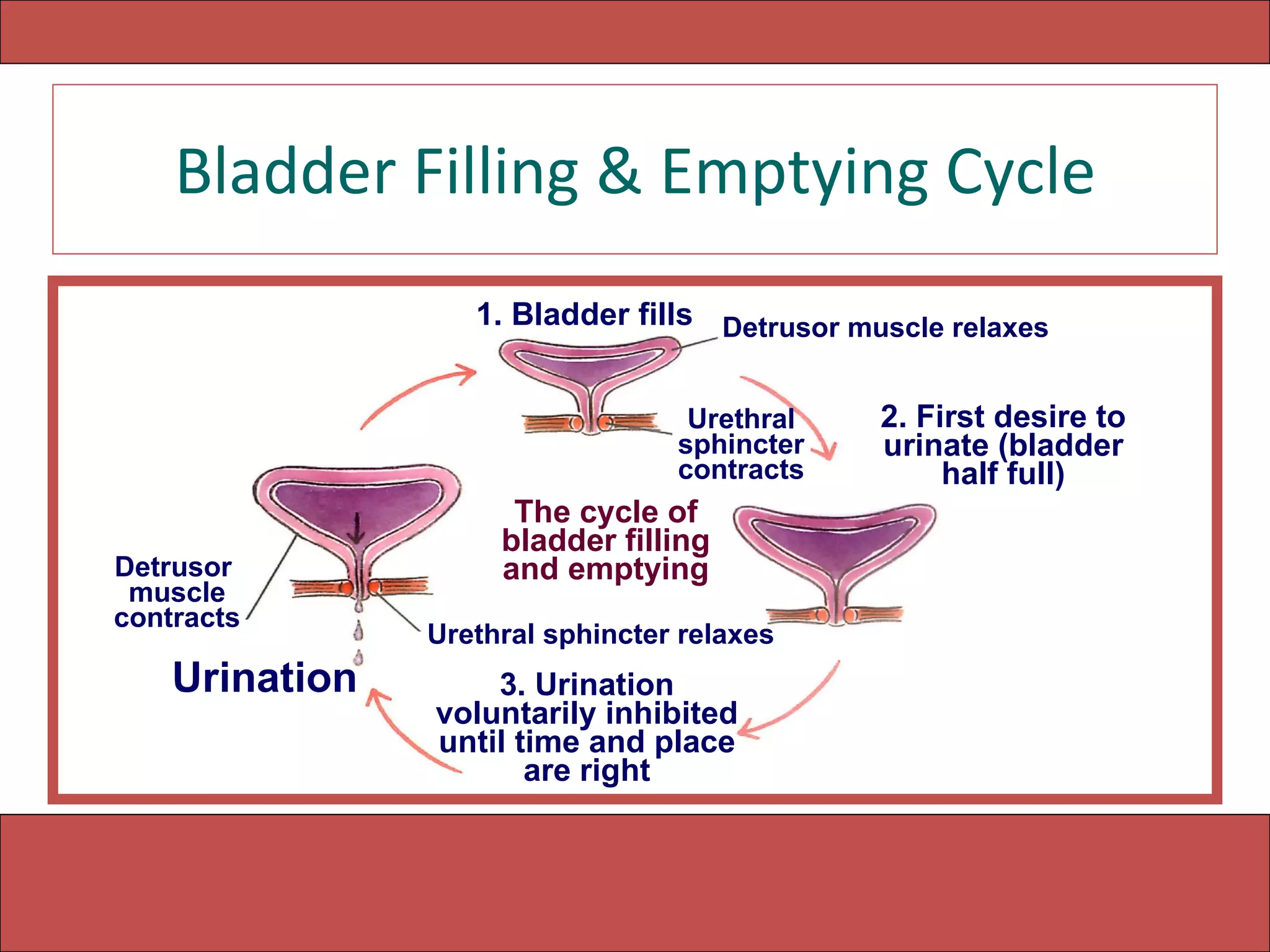 Micturation reflex by Dr Irum | PPT
