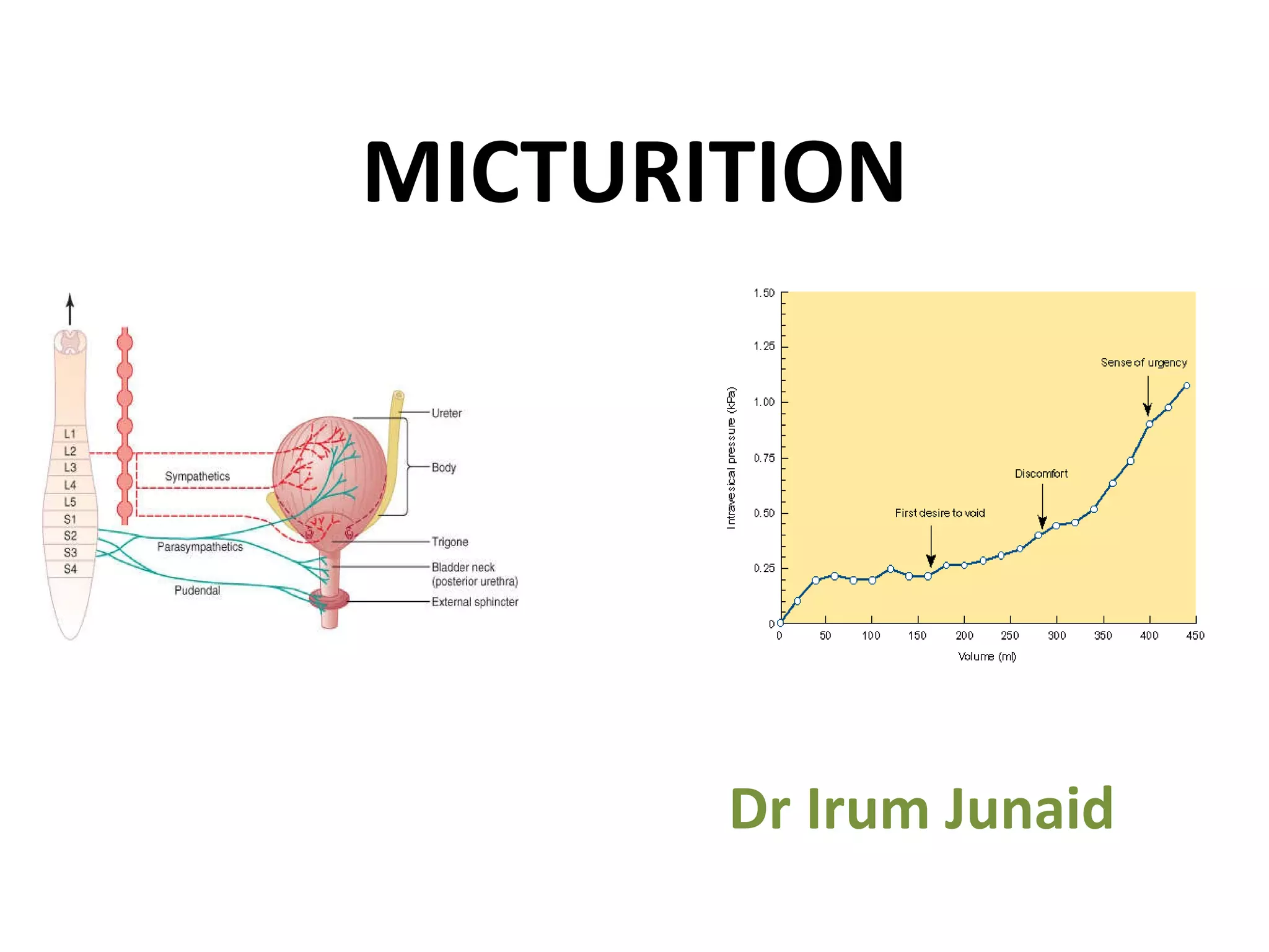 Micturation reflex by Dr Irum | PPT