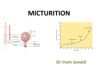 Micturation reflex by Dr Irum | PPT