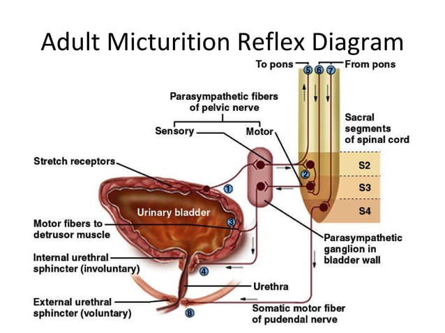 Micturation reflex by Dr Irum | PPT | Brain and Nervous System Disorders | Diseases and Conditions