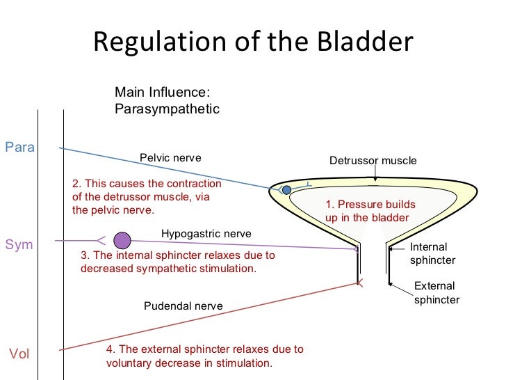 Micturation reflex by Dr Irum