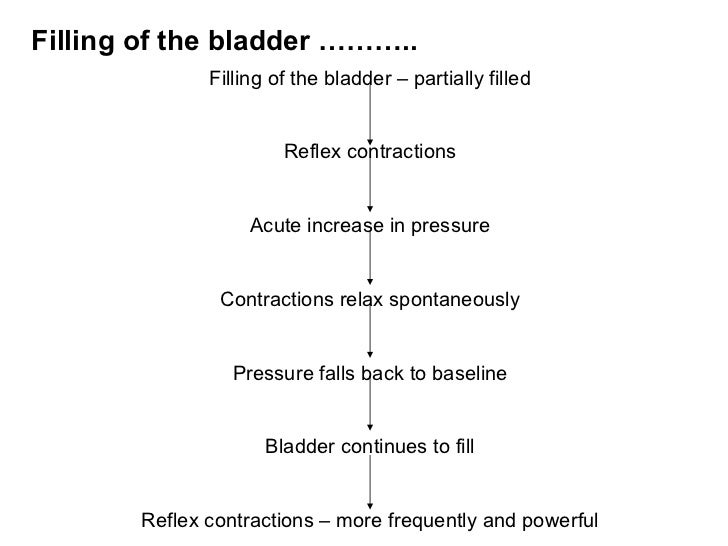 Micturation reflex by Dr Irum